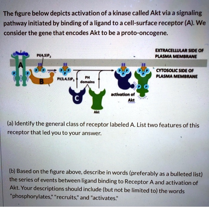 the figure below depicts activation of a kinase called akt via a ...
