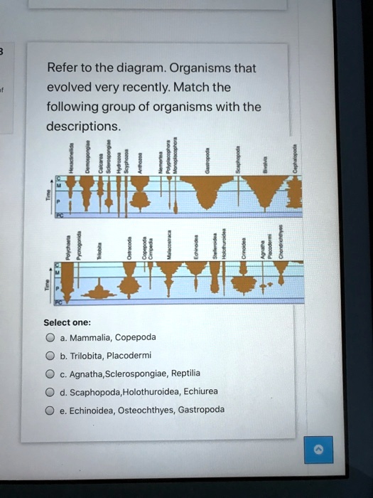 SOLVED: Refer to the diagram. Organisms that evolved very recently: Match the following group of ...