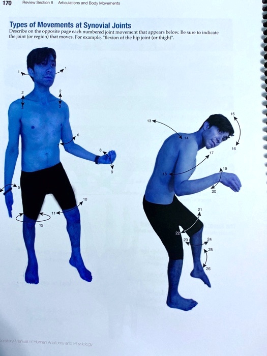 170 Review Section 8 Articulations and Body Movements Types of ...