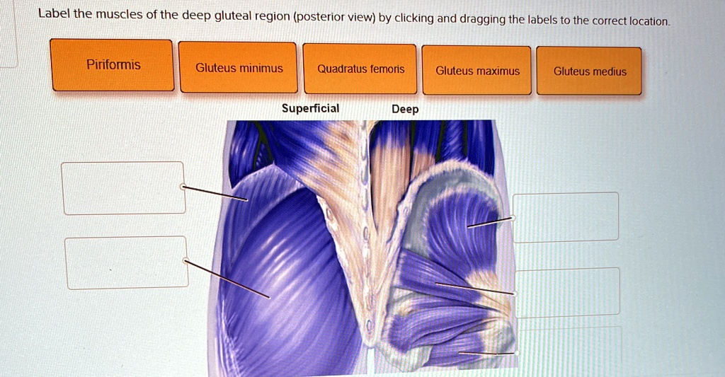 label the muscles of the deep gluteal region posterior view by clicking ...