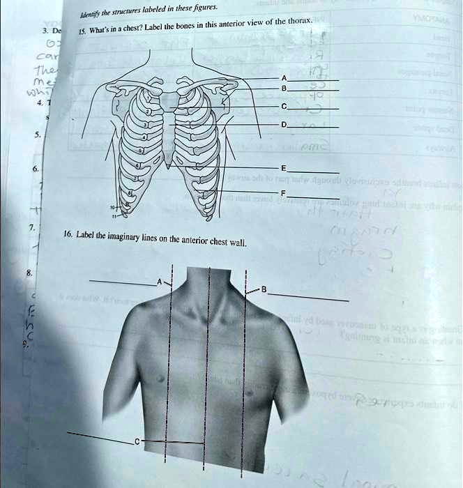 SOLVED: Texts: 1. Identify the structures labeled in these figures. 2 ...