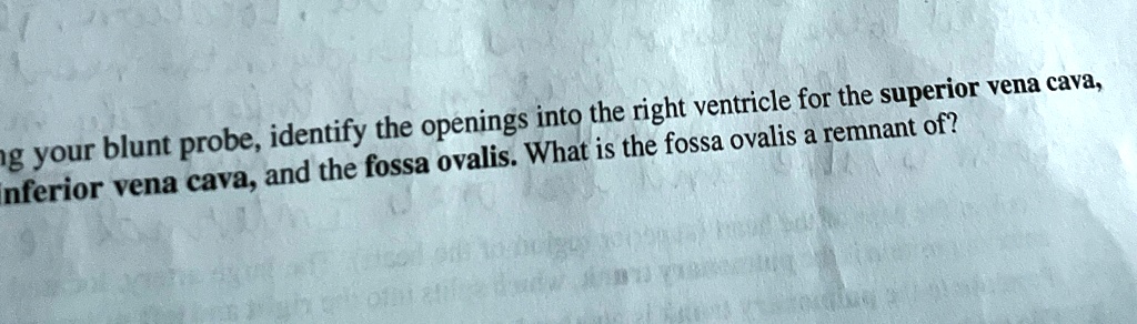 ng your blunt probe, identify the openings into the right ventricle for ...