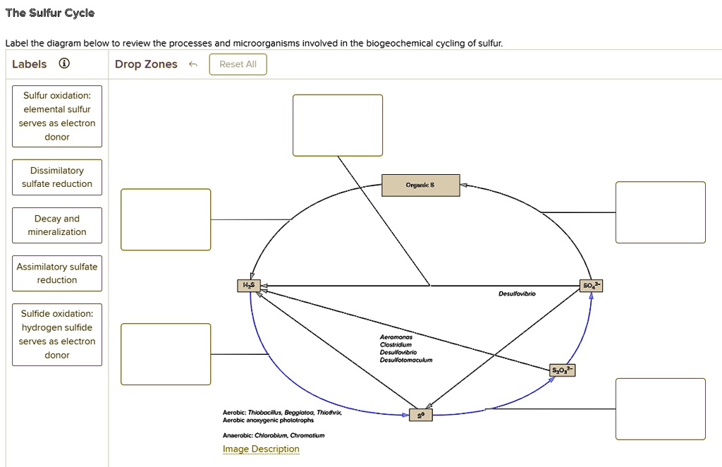 The Sulfur Cycle Label the diagram below to review the processes and ...