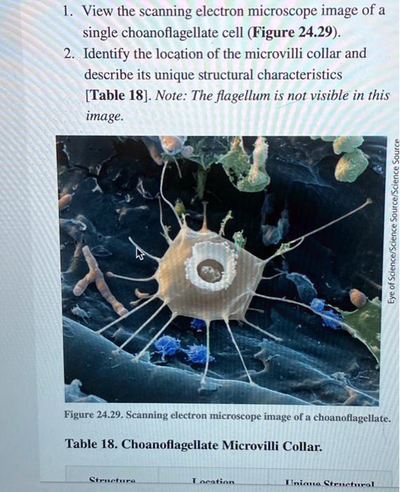 1. View the scanning electron microscope image of a single ...