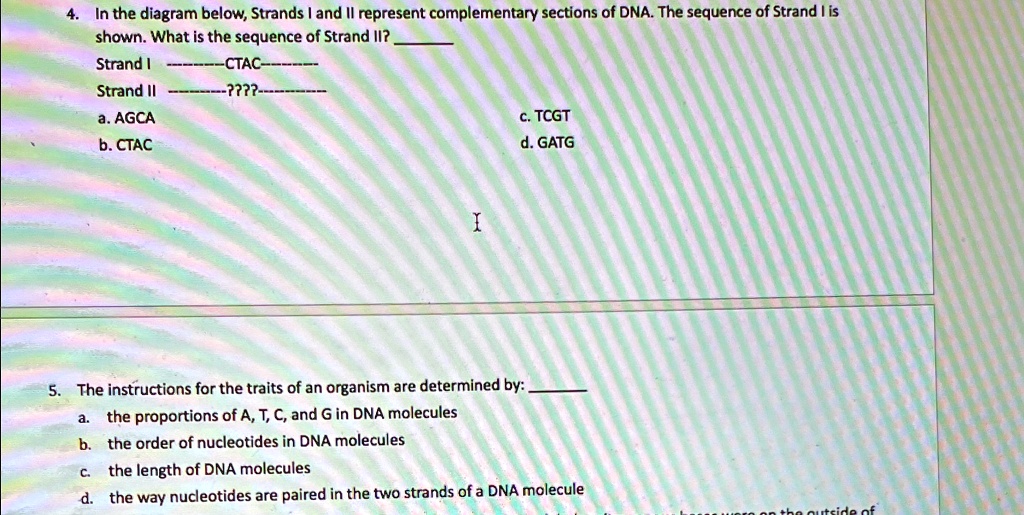 4. In the diagram below, Strands I and II represent complementary ...