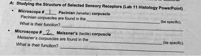 A: Studying the Structure of Selected Sensory Receptors (Lab 11 ...