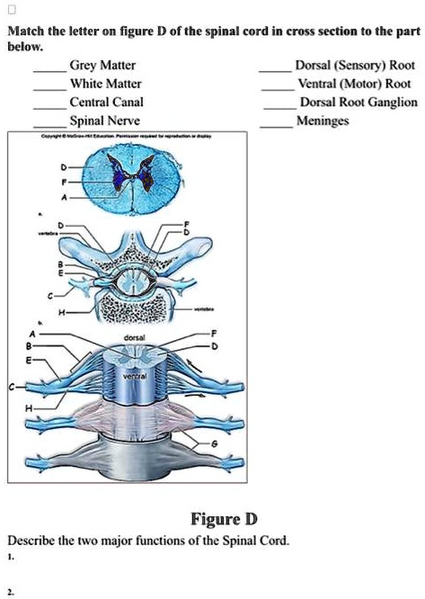 Match the letter on figure D of the spinal cord in cross section to the ...