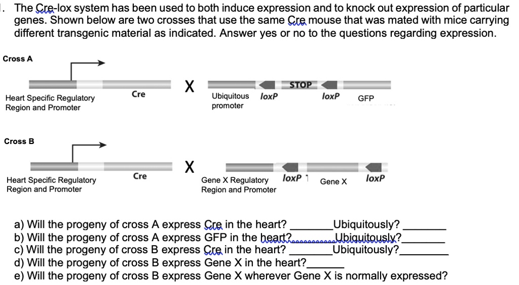 SOLVED: The Cre-lox system has been used to both induce expression and ...
