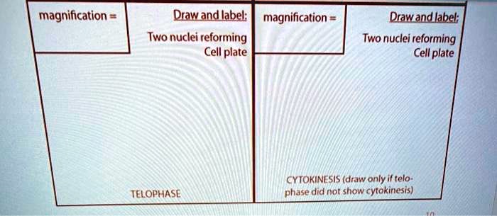 SOLVED:magnification Drawand label; magnification Two nuclei reforming ... SOLVED:magnification Drawand label; magnification Two nuclei reforming ...