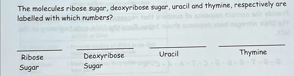 SOLVED: The molecules ribose sugar, deoxyribose sugar, uracil and thymine, respectively are ...