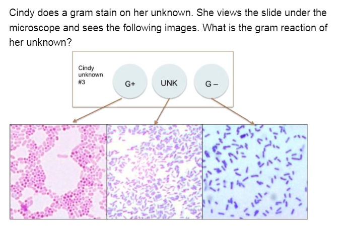 SOLVED: Cindy does a gram stain on her unknown: She views the slide ...