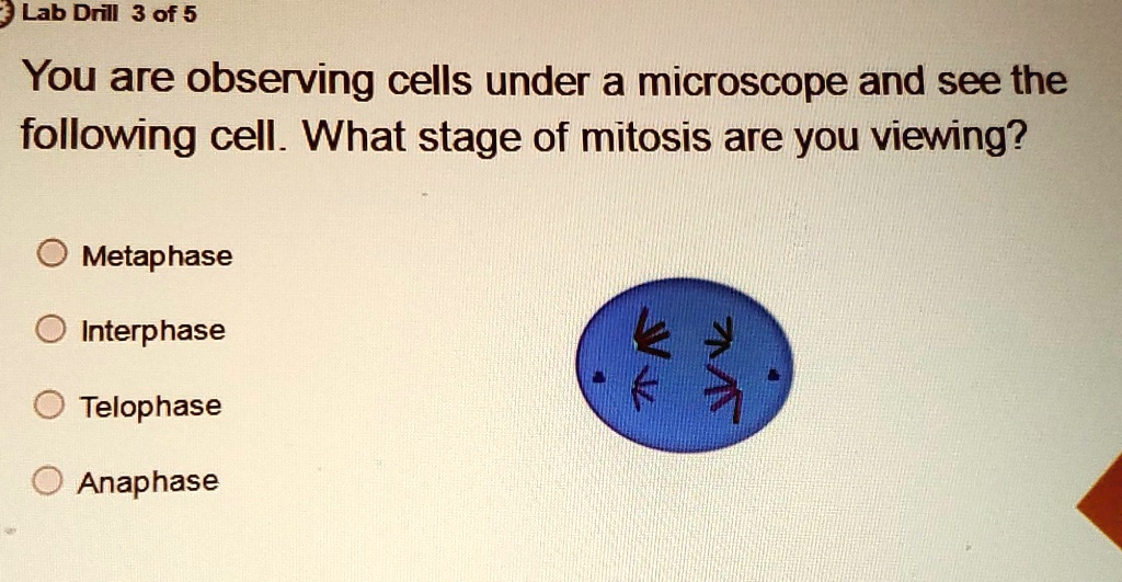 SOLVED: You are observing cells under a microscope and see the ...