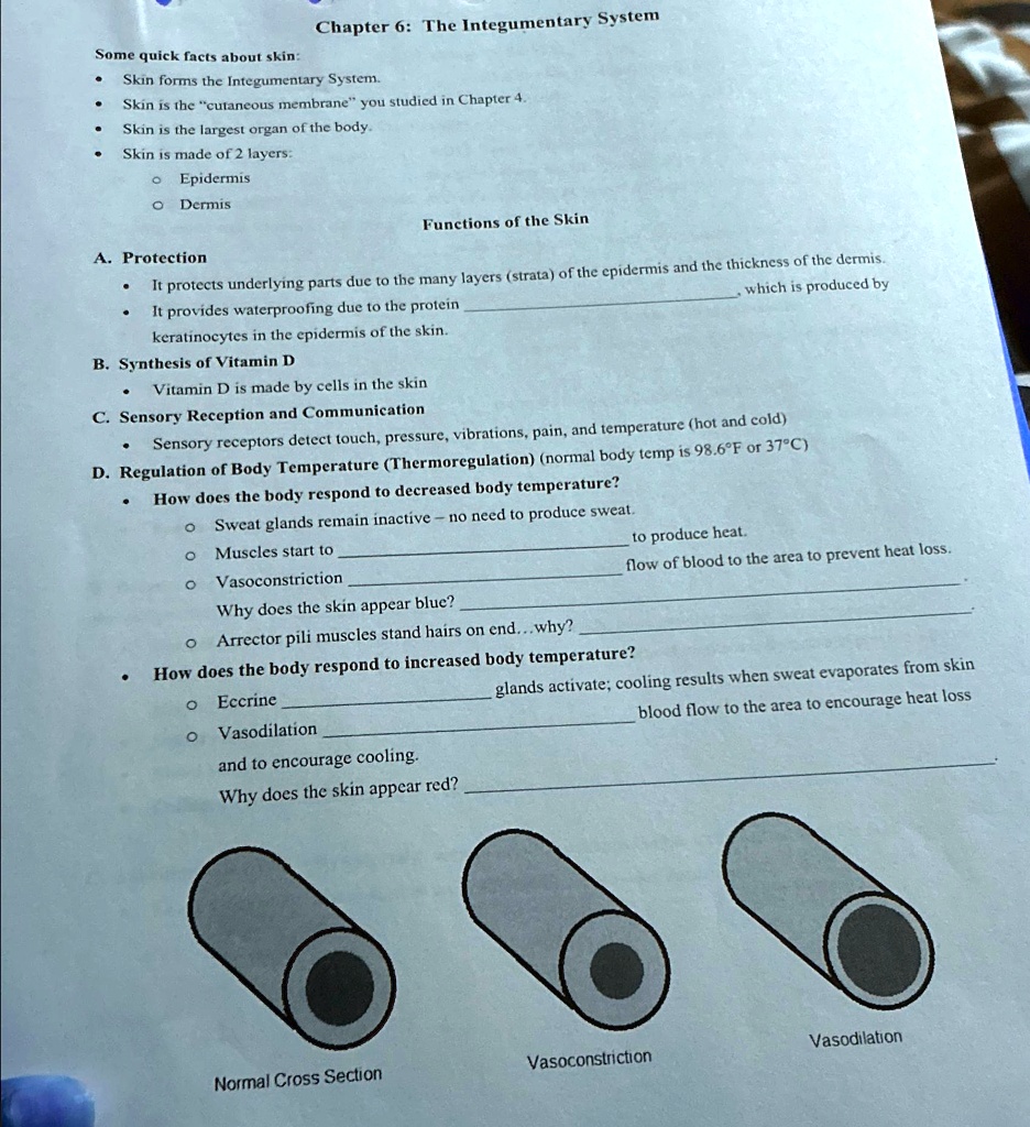 SOLVED: Chapter 6: The Integumentary System Some quick facts about skin ...