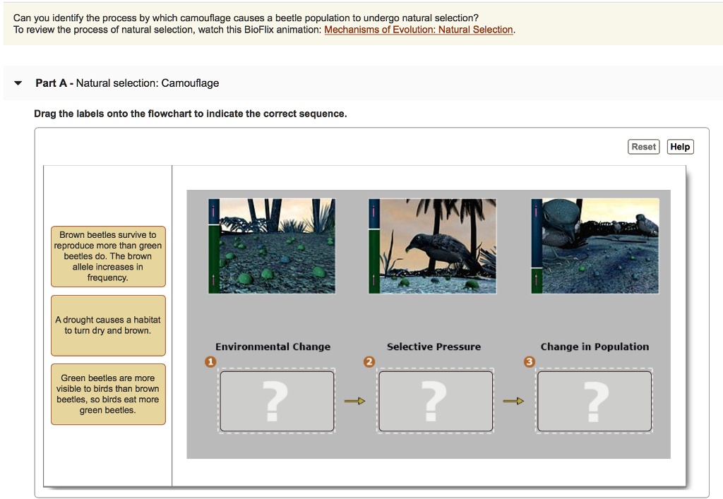 SOLVED: Can you identify the process by which camouflage causes beetle populations to undergo ...
