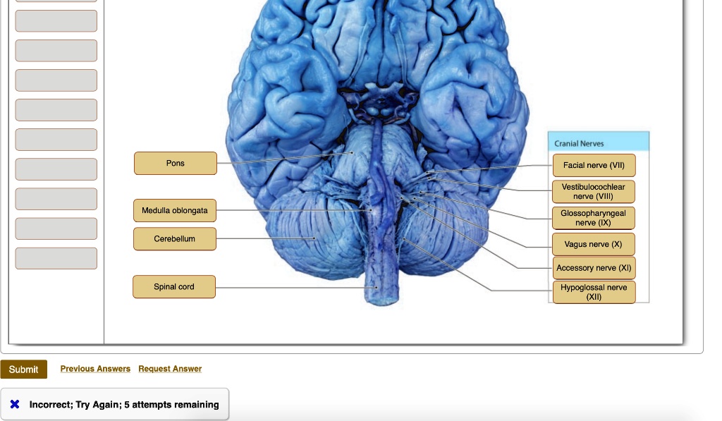 SOLVED: Cranial Nerves Pons Facial nerve (VII) Vestibulocochlear nerve ...