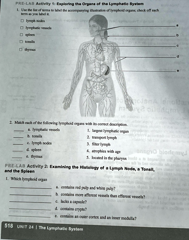 PRE-LAB Activity 1: Exploring the Organs of the Lymphatic System 1. Use ...