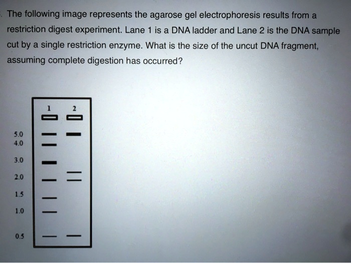 SOLVED: The following image represents the agarose gel electrophoresis ...