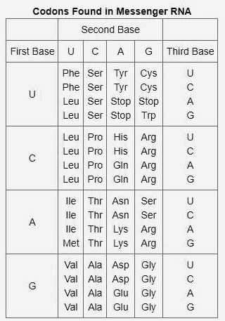 SOLVED: 'Use the following table to answer the question: This table shows the codons found in ...
