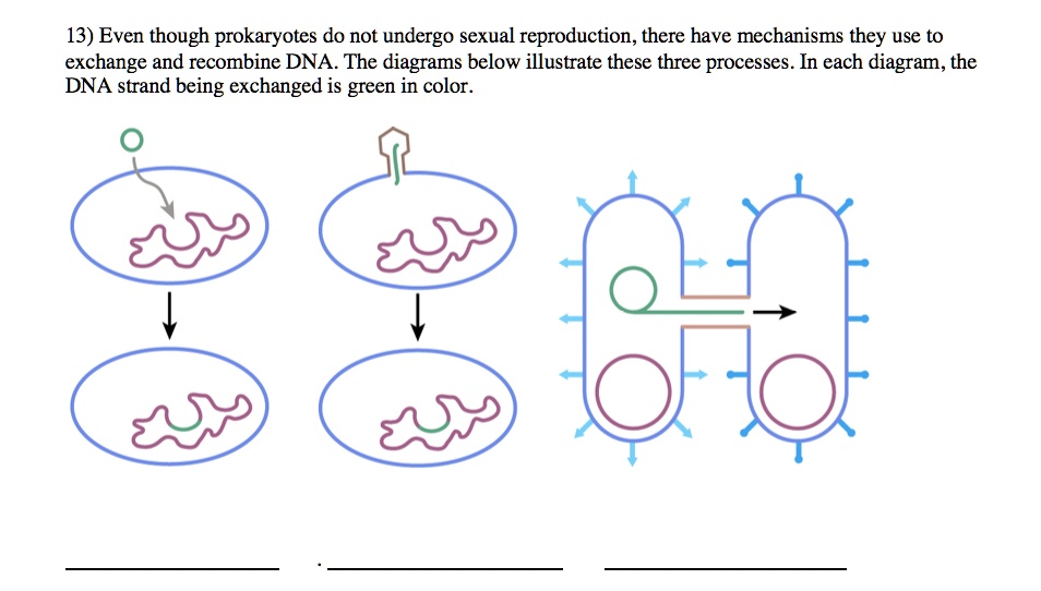 SOLVED: 13) Even though prokaryotes do not undergo sexual reproduction ...