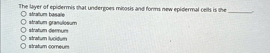 The layer of epidermis that undergoes mitosis and forms new epidermal ...