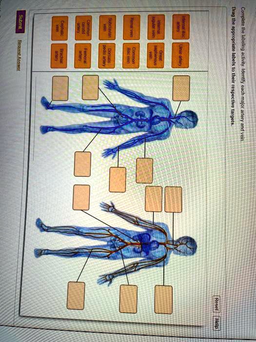 SOLVED: Drag the appropriate labels to their respective targets. Complete the labeling activity ...