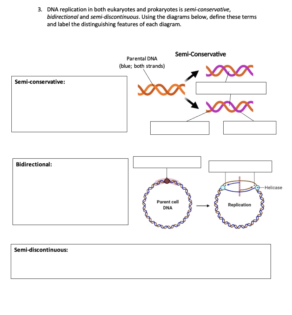 dna replication in both eukaryotes and prokaryotes is semi conservative ...