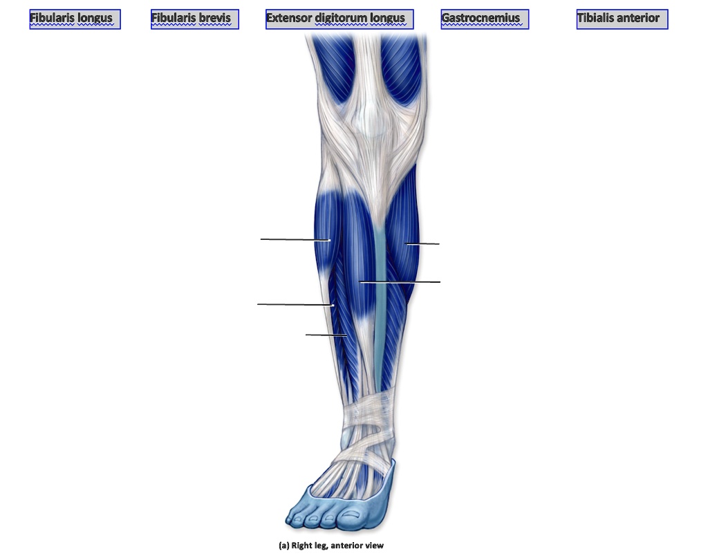 SOLVED: Fibularis longus Fibularis brevis Extensor digitorum longus ...