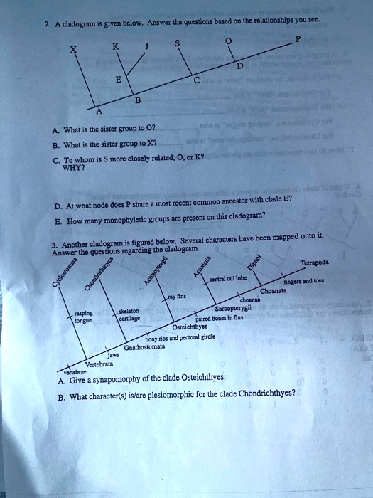 2. A cladogram is given below. Answer the questions based on the relationships you see. X K J S ...