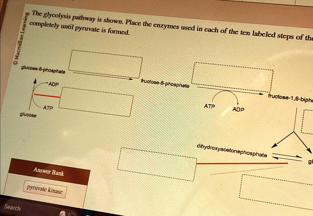 completely until pyruvate is formed. The glycolysis pathway is shown ...