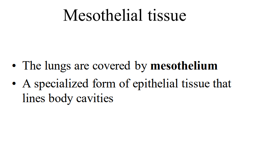 mesothelial tissue the lungs are covered by mesothelium a specialized ...