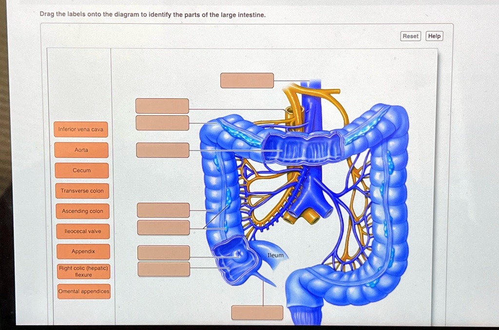 Drag the labels onto the diagram to identify the parts of the large ...