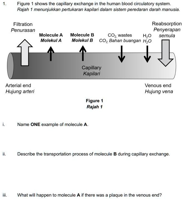 SOLVED: Figure shows the capillary exchange in the human blood ...