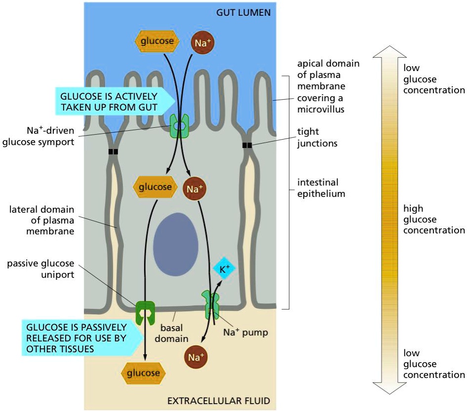 SOLVED: GUT LUMEN Glucose Na+ Apical domain of plasma membrane covering ...