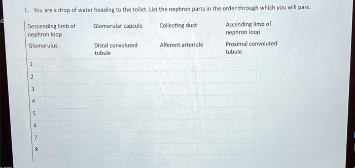 SOLVED: Descending limb of nephron loop Glomerulus Glomerular capsule ...