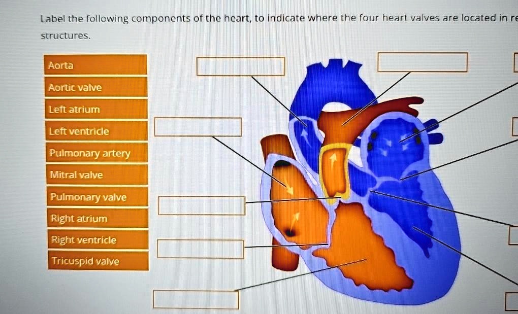 [GET ANSWER] Label the following components of the heart, to indicate ...