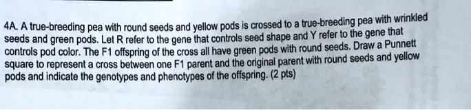 4A. A true-breeding pea with round seeds and yellow pods is crossed to ...