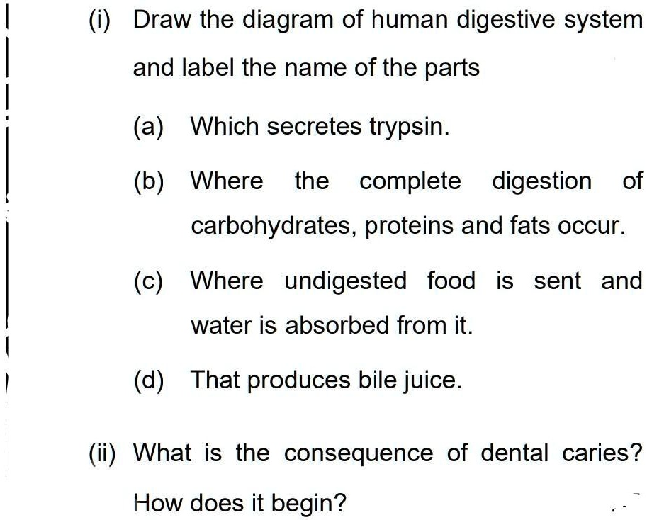 (i) Draw the diagram of human digestive system and label the name of ...