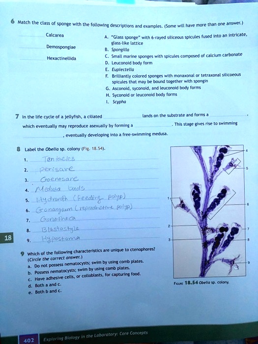 [GET ANSWER] 6 Match the class of sponge with the following ...
