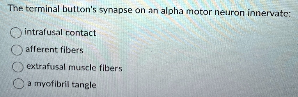 the terminal buttons synapse on an alpha motor neuron innervate ...