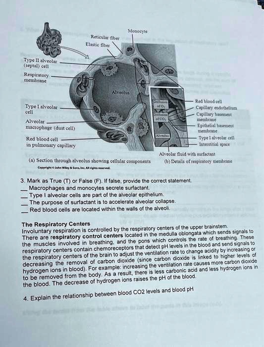 SOLVED: Monocyte, Reticular fiber, Elastic fiber Type II alveolar ...