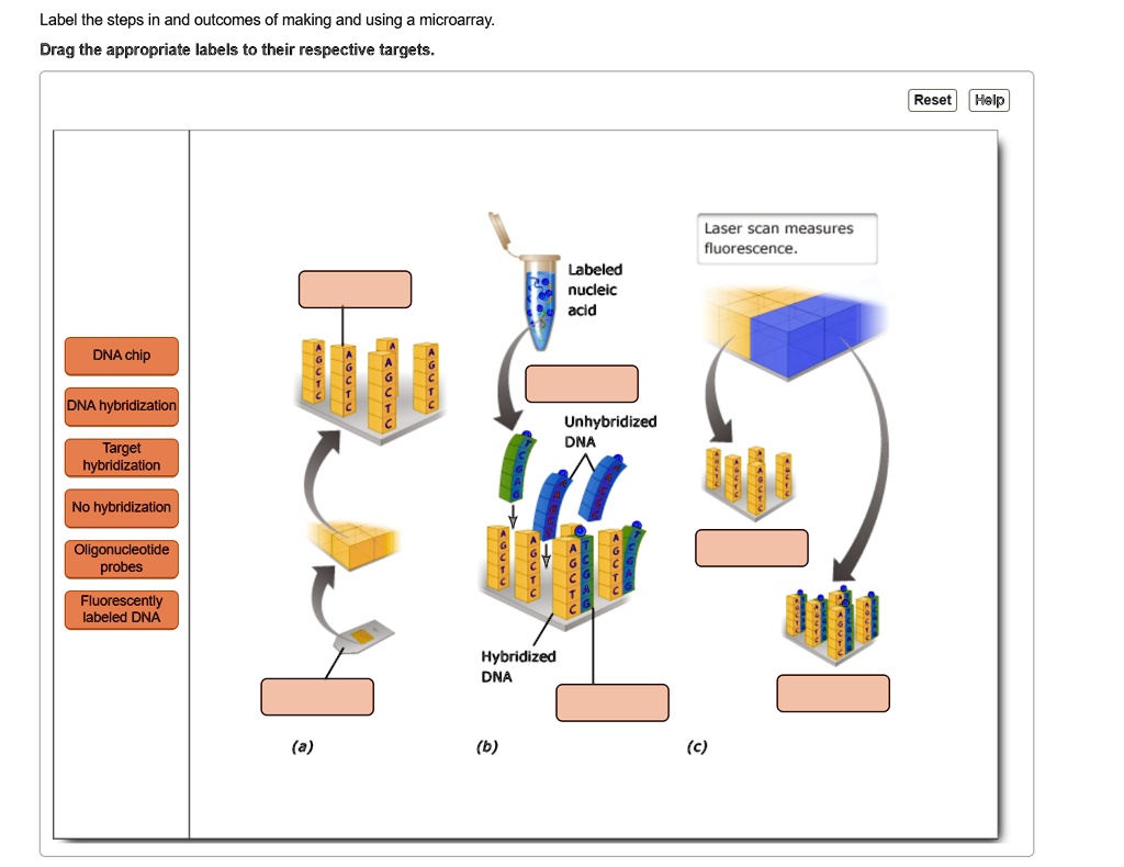 [GET ANSWER] Label the steps in and outcomes of making and using a ...