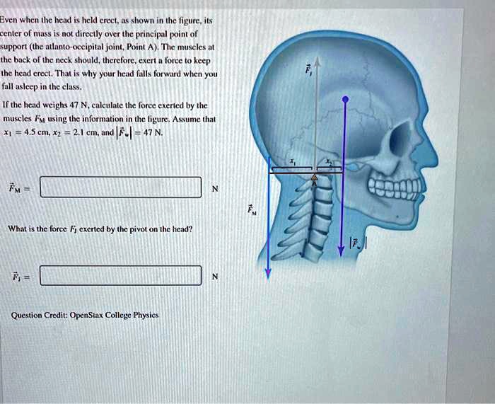 SOLVED: Given that the head is held erect, as shown in the figure, its ...