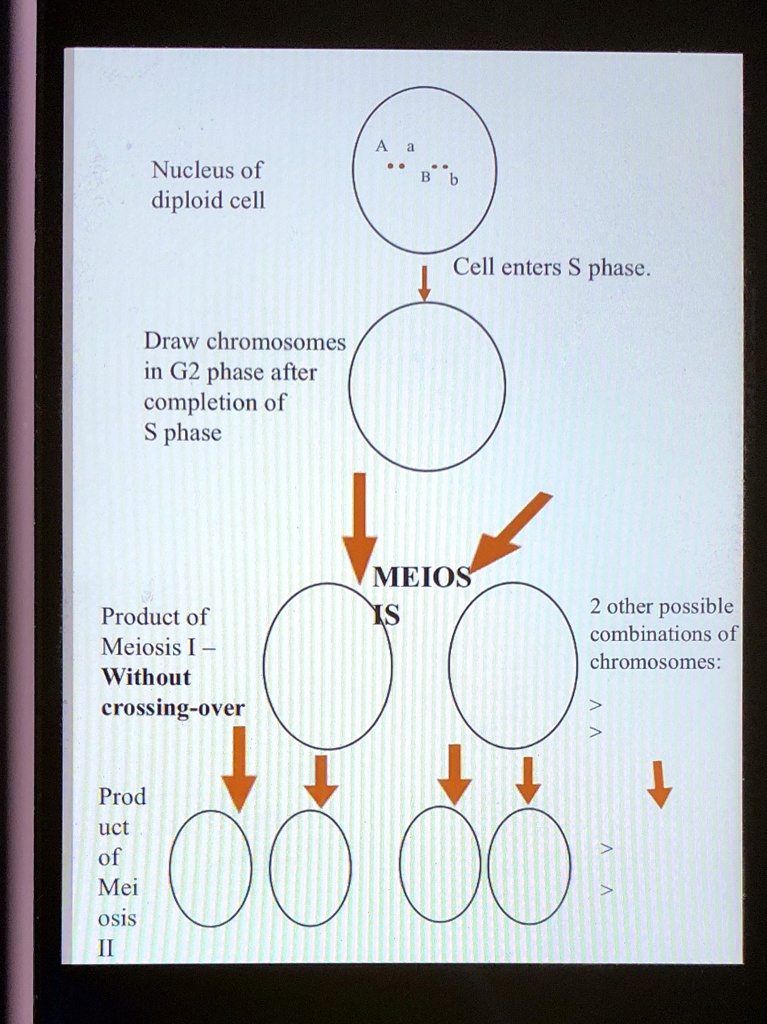 Nucleus of diploid cell Draw chromosomes in G2 phase after completion ...