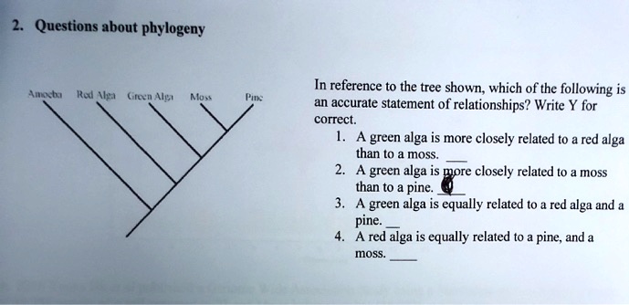 questions about phylogeny in reference to the tree shown which of the ...