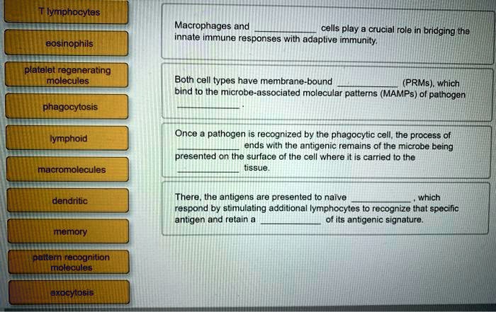 SOLVED: Macrophages and cells play a crucial role in bridging the ...
