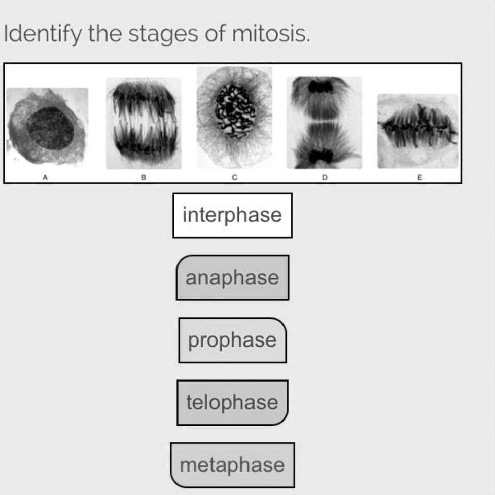 identify the stages of mitosis interphase anaphase prophase telophase ...