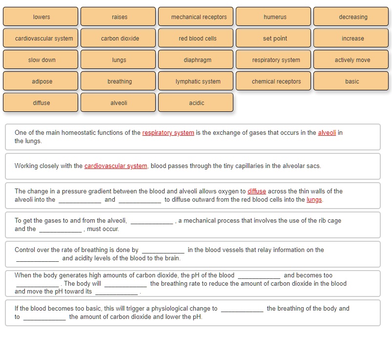 complete the following paragraph to describe the respiratory system and ...
