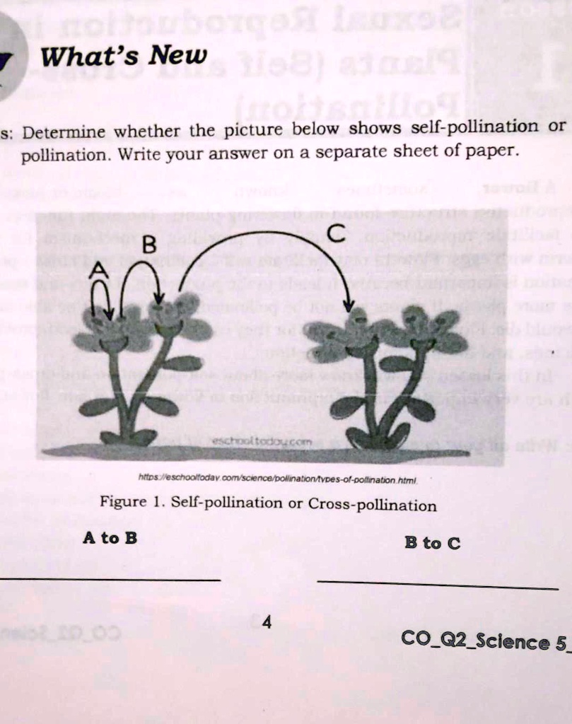 SCIENCE Module 5: What's New? Directions: Determine whether the picture ...