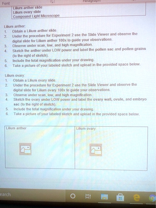 font lilium anlher slde lilium ovary slide compound lpht microscope ...