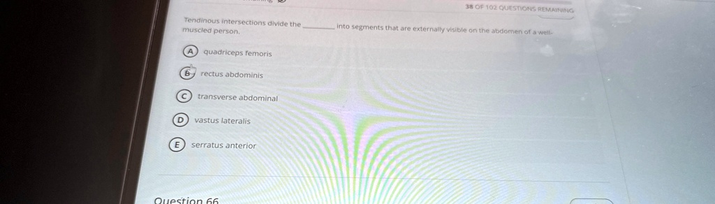 Tendinous intersections divide the into segments that are externally ...